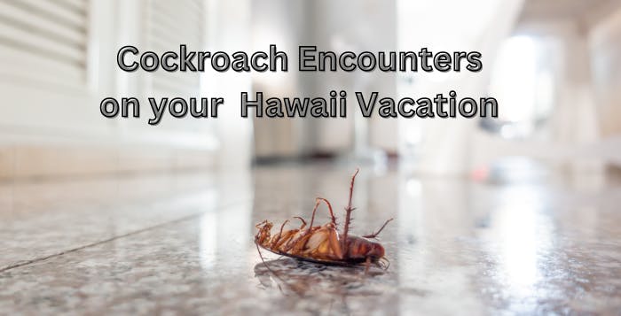 Cockroaches In Hawaii Hawaii Aloha Travel