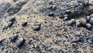 Pipipi Snails Hang Out on Hawaii's Rocky Shorelines | Hawaii Aloha Travel