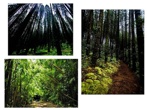 Hike the Judd Trail in Hawaii | Hawaii Aloha Travel