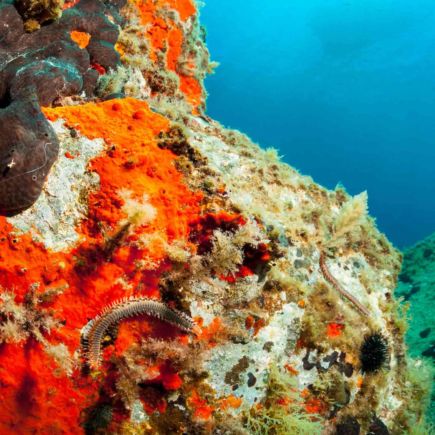 Watch Out for Fireworm in Hawaii | Hawaii Aloha Travel