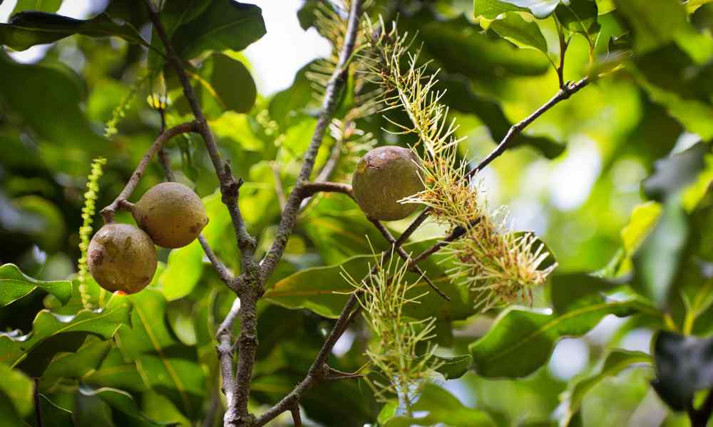 Roseanne Barr Hawaii Farm & the World’s Most Expensive Nuts | Hawaii ...